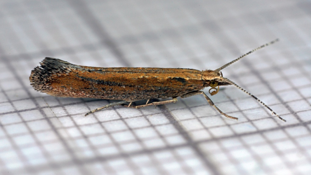 Diamond-back Moth | NatureSpot