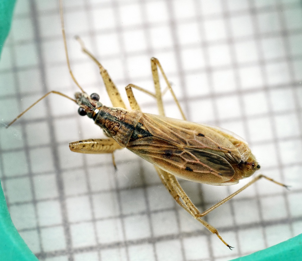 Common Damsel Bug | NatureSpot