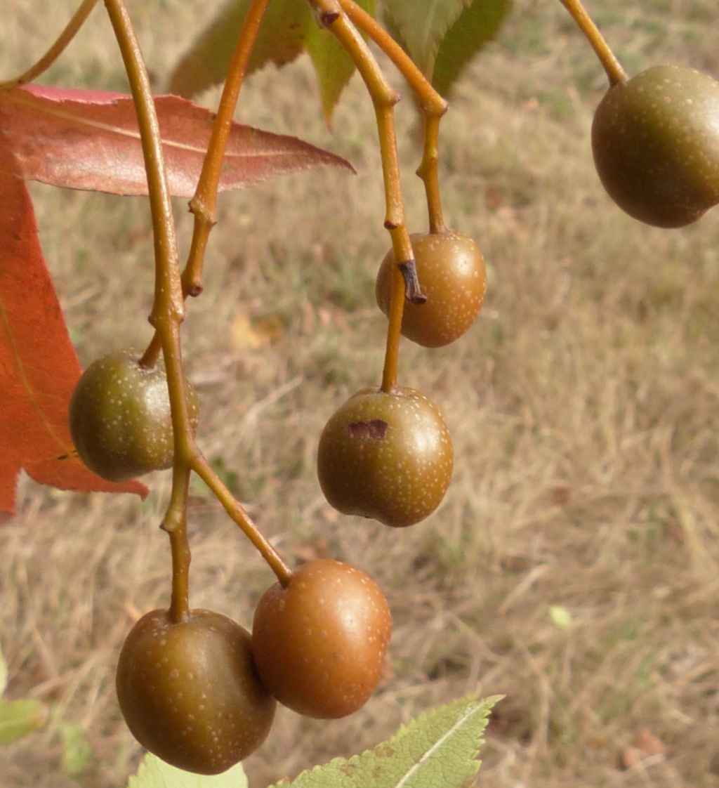 Wild Service-tree | NatureSpot