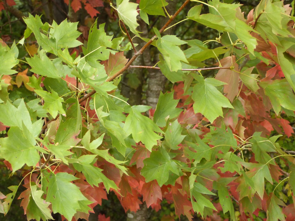 Wild Service-tree | NatureSpot