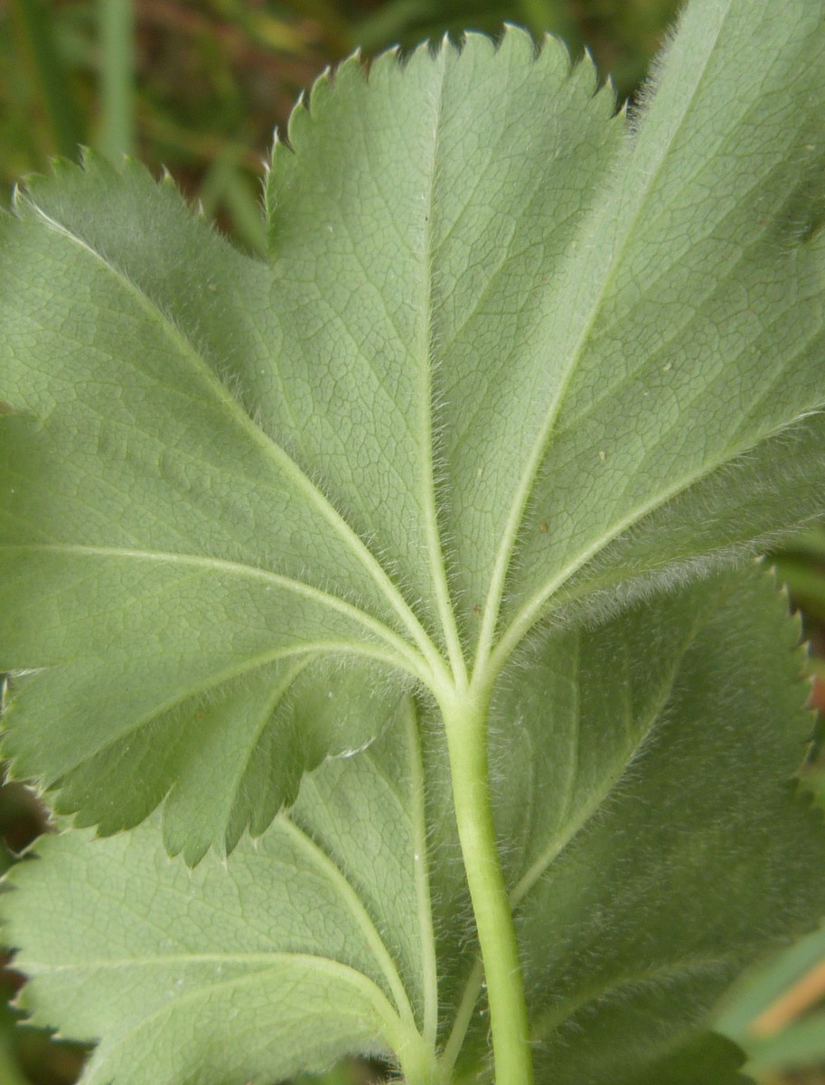 Hairy Lady's-mantle | NatureSpot