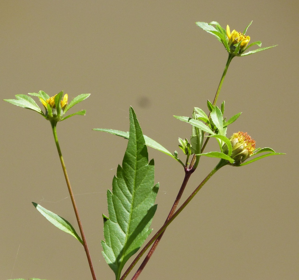 Beggarticks | NatureSpot