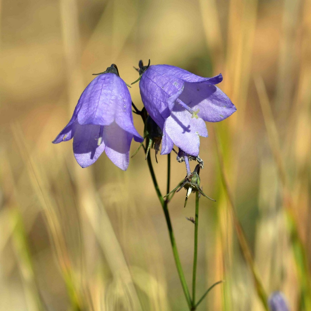 Harebell | NatureSpot