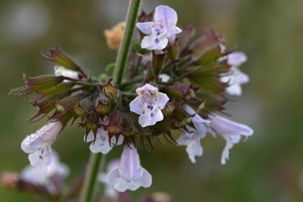 Common Calamint | NatureSpot