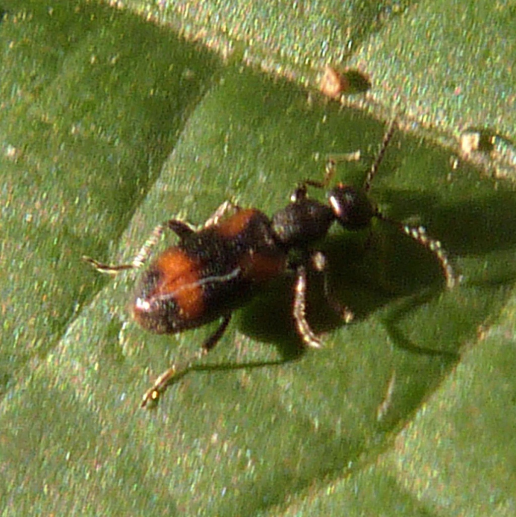 Anthicus antherinus | NatureSpot