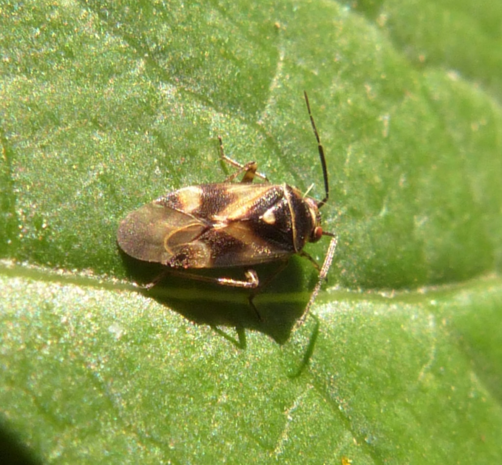 Polymerus unifasciatus | NatureSpot