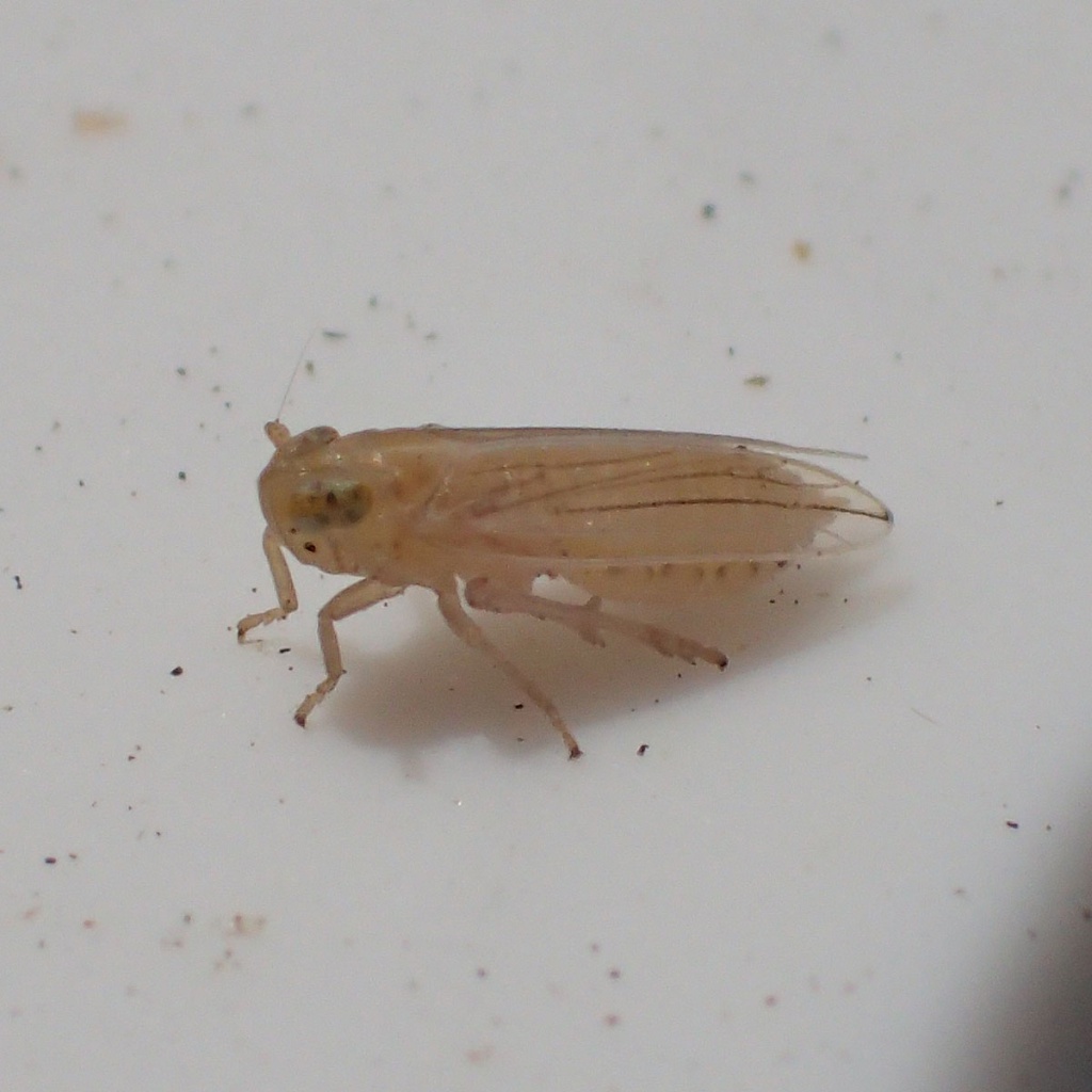 Kelisia punctulum | NatureSpot