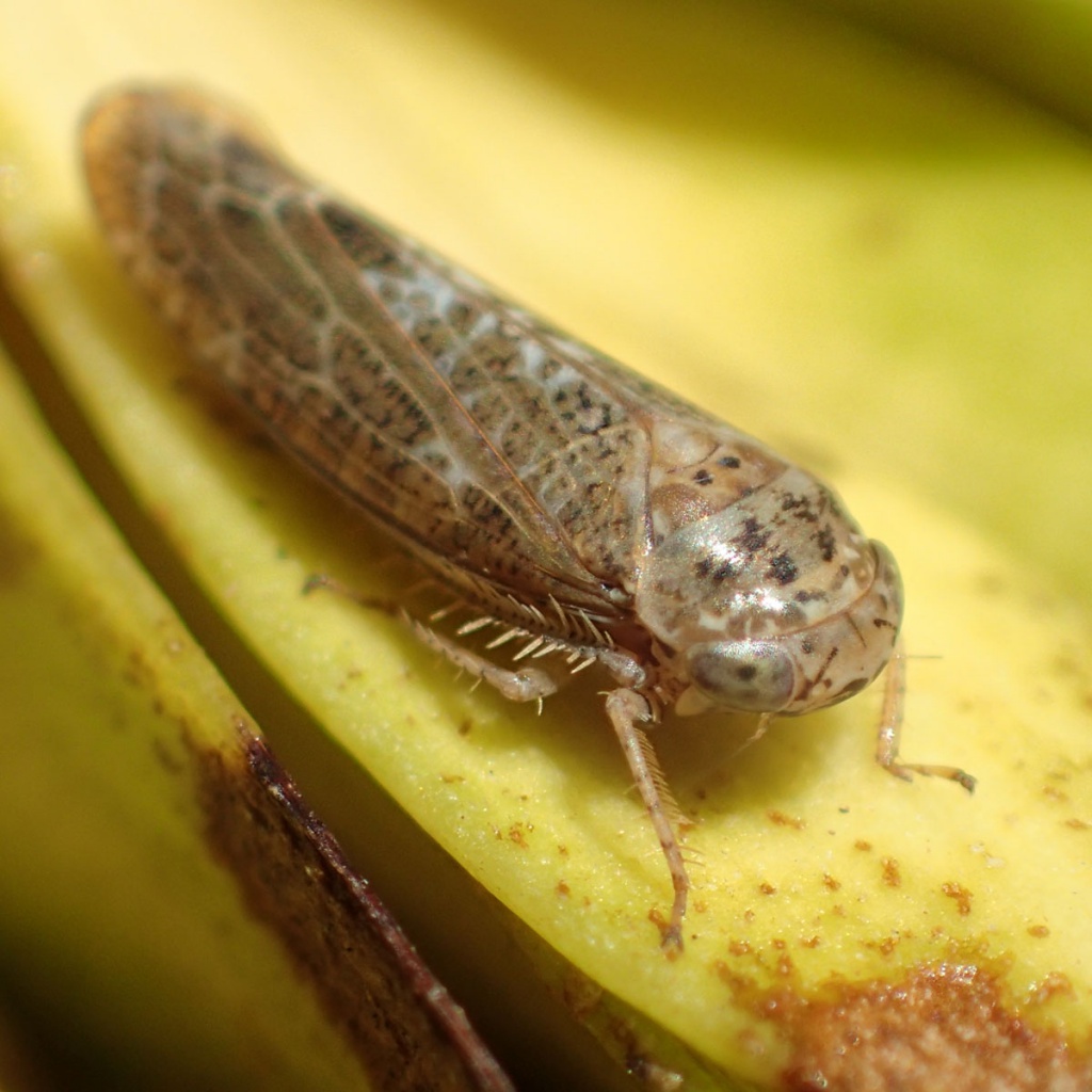 Allygus modestus | NatureSpot