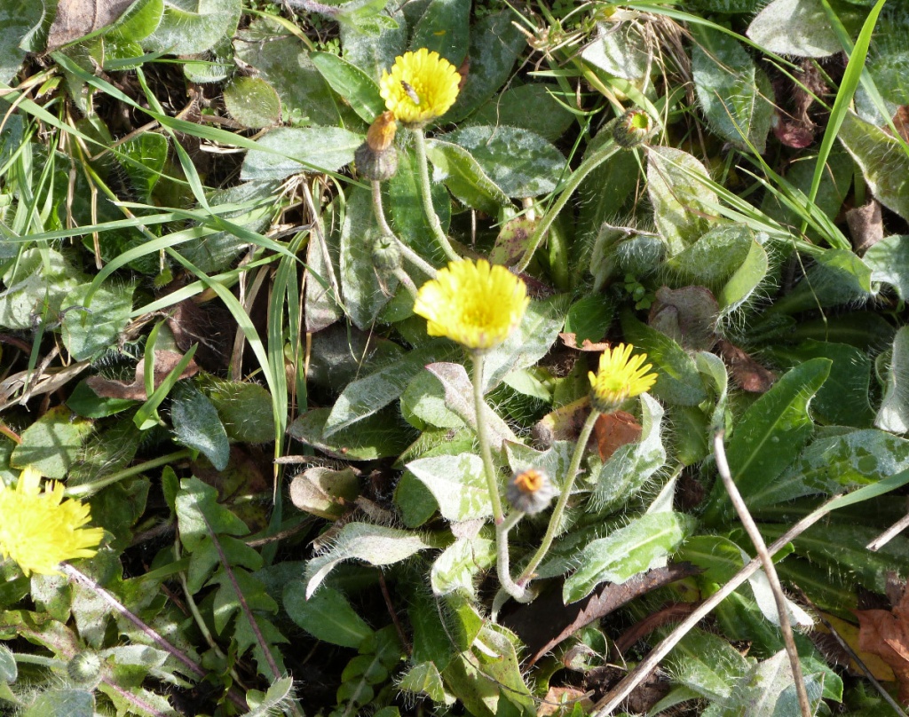 Spreading Mouse-ear-Hawkweed | NatureSpot