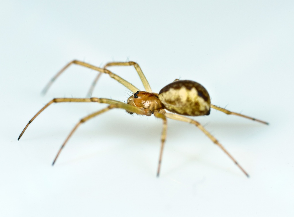 Neriene peltata | NatureSpot