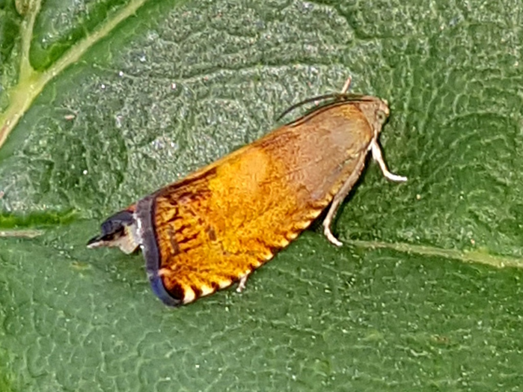 Pammene aurita | NatureSpot