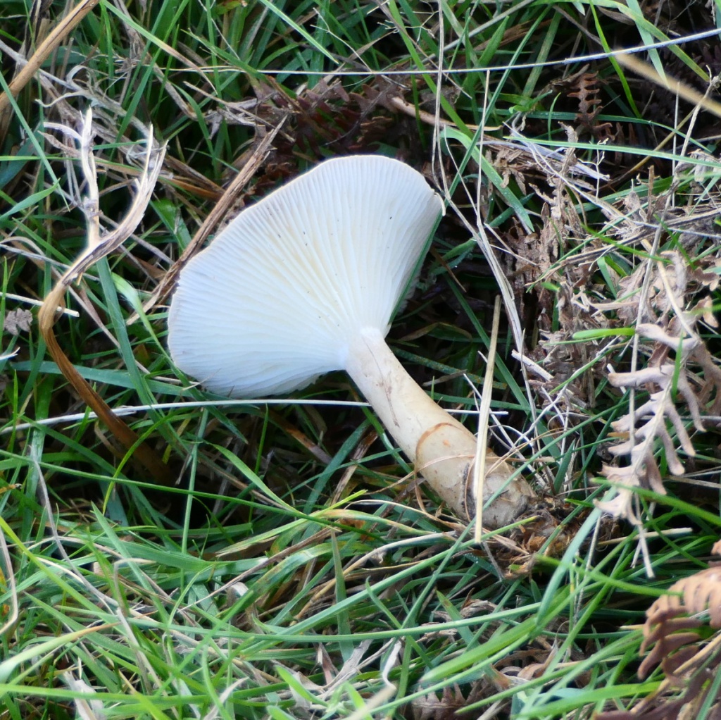 Club Foot Fungus | NatureSpot