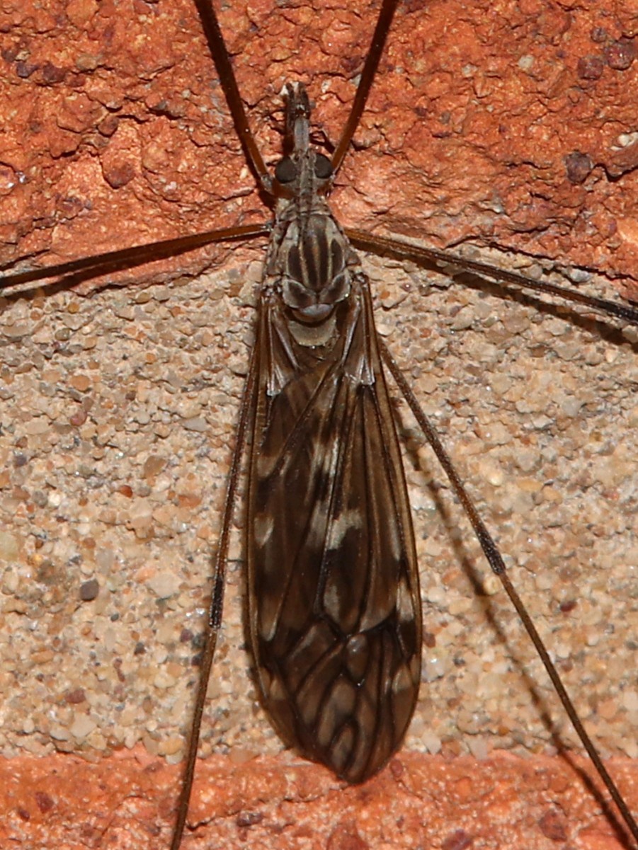Tipula confusa | NatureSpot
