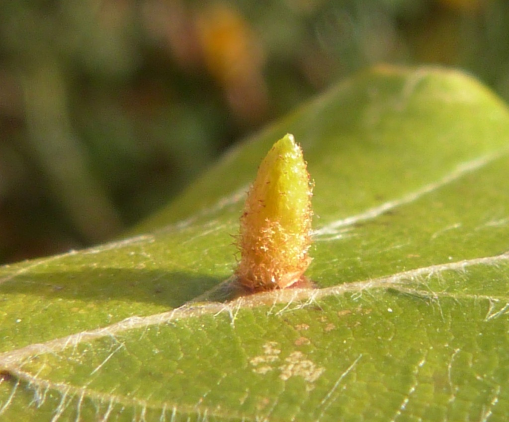Hairy Beech Gall | NatureSpot