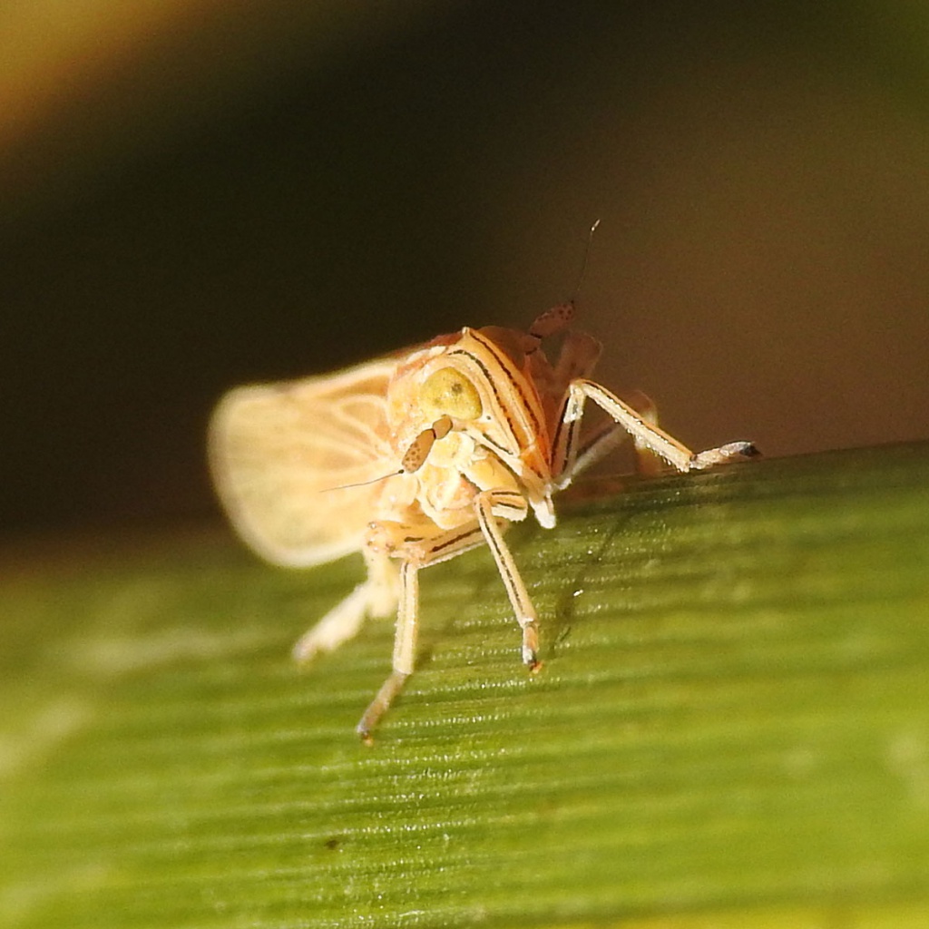 Stenocranus major | NatureSpot