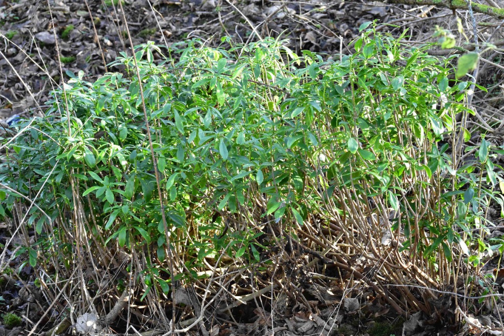 Spurge-laurel | NatureSpot