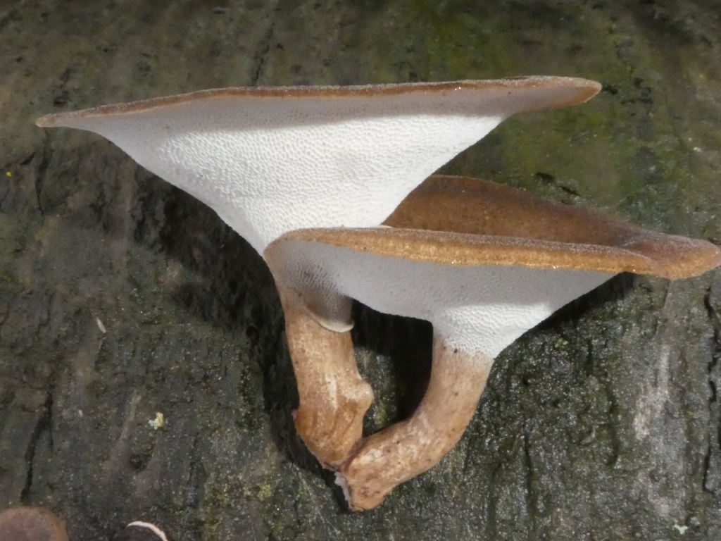 Winter polypore | NatureSpot