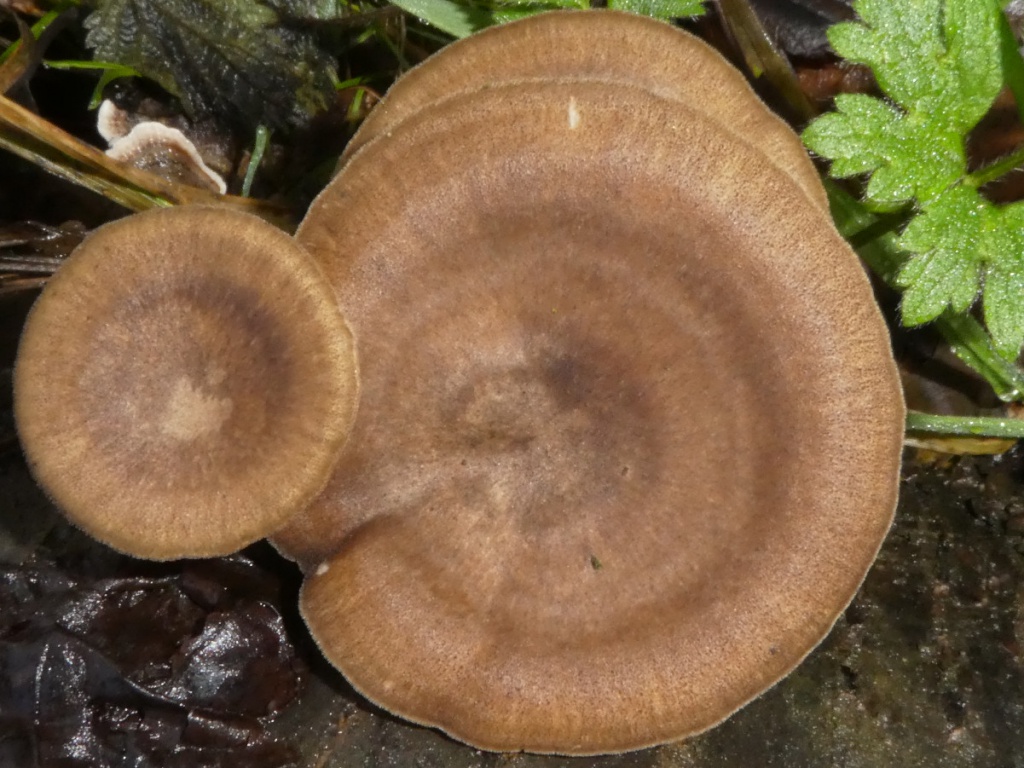 Winter polypore | NatureSpot