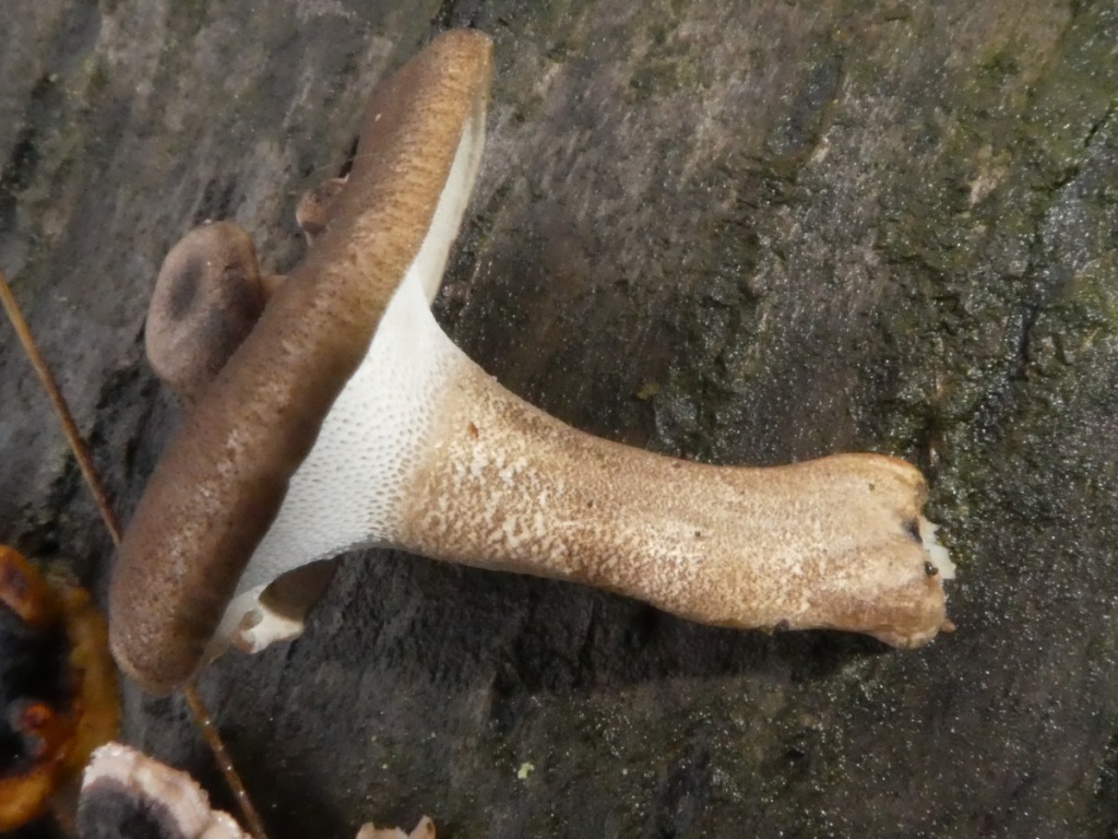 Winter polypore | NatureSpot