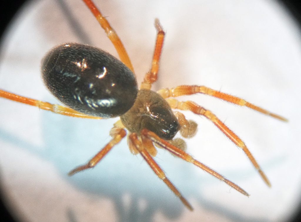 Gongylidium rufipes | NatureSpot