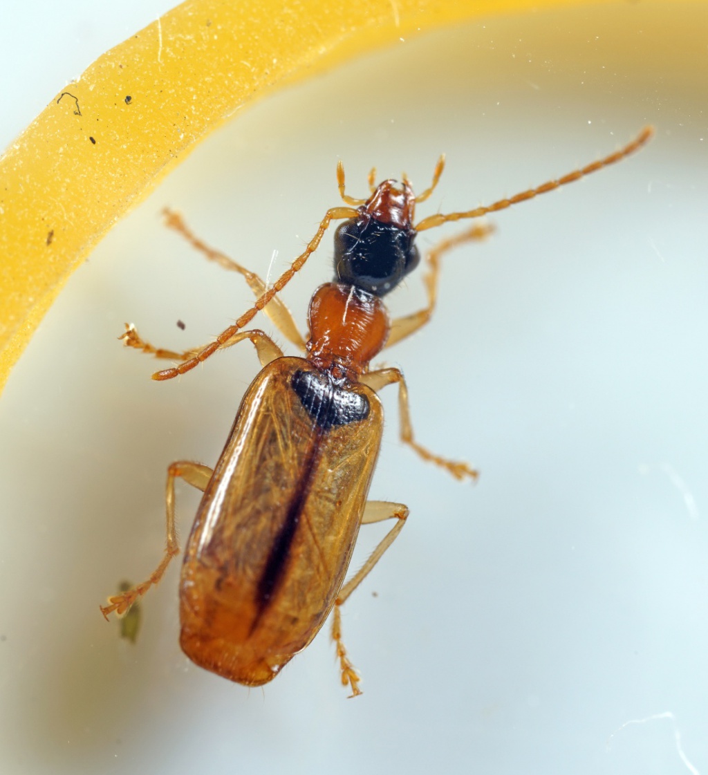 Demetrias atricapillus | NatureSpot