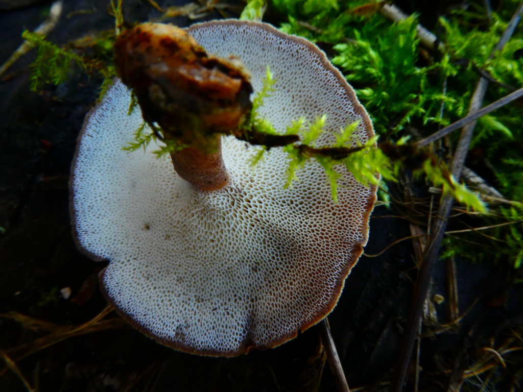 Winter polypore | NatureSpot