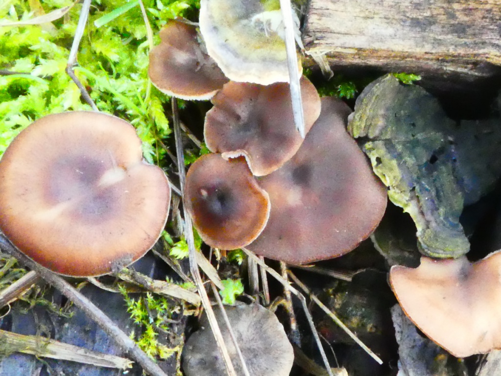 Winter polypore | NatureSpot