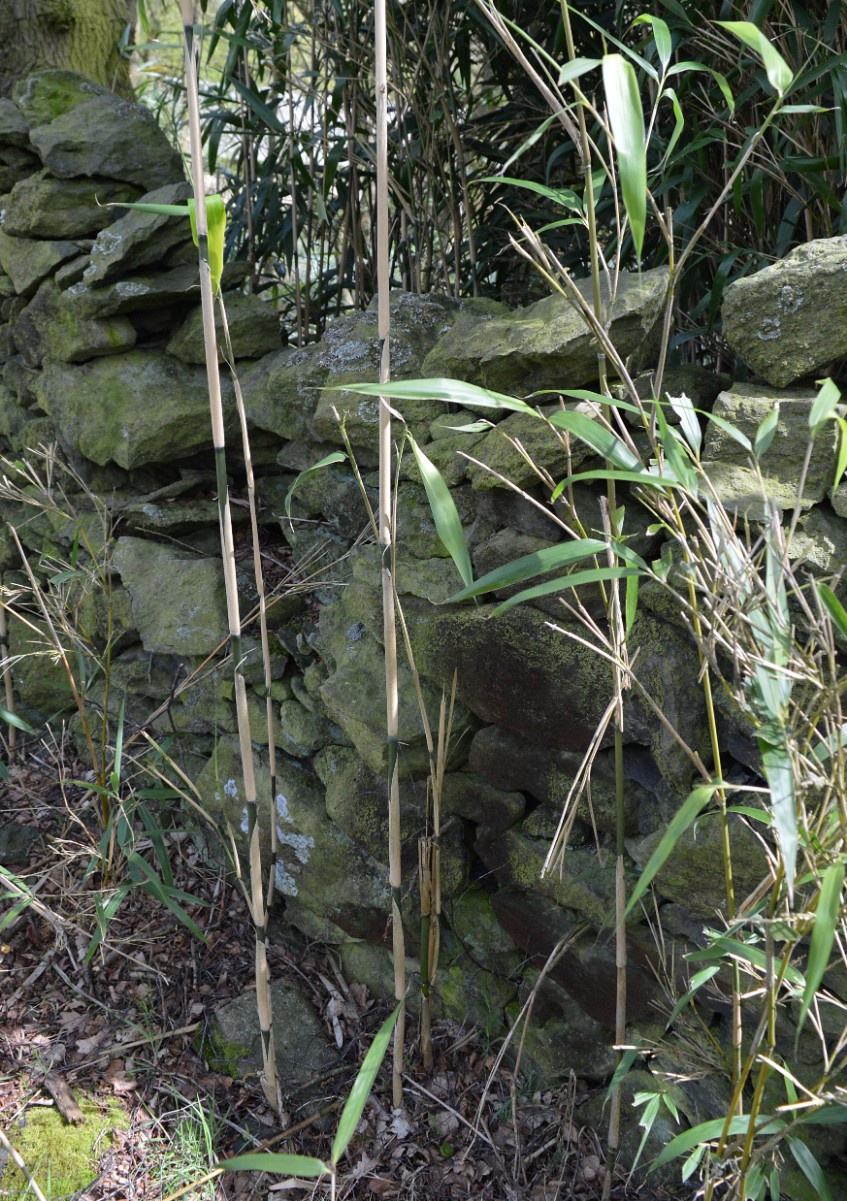 Arrow Bamboo | NatureSpot