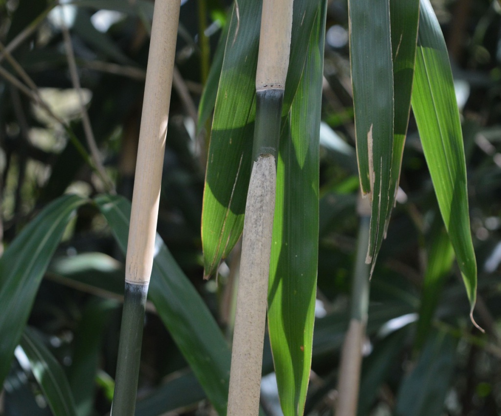Arrow Bamboo | NatureSpot