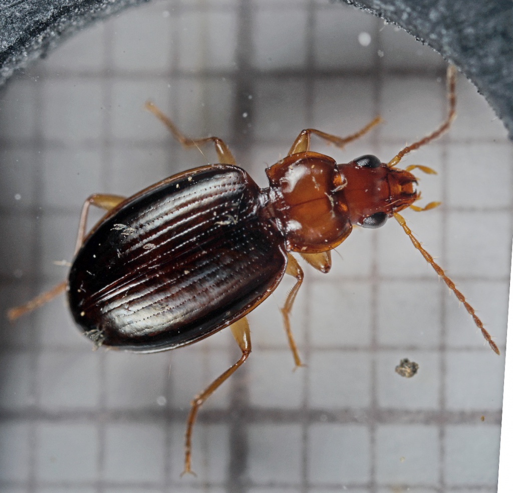 Ocys harpaloides/tachysoides | NatureSpot