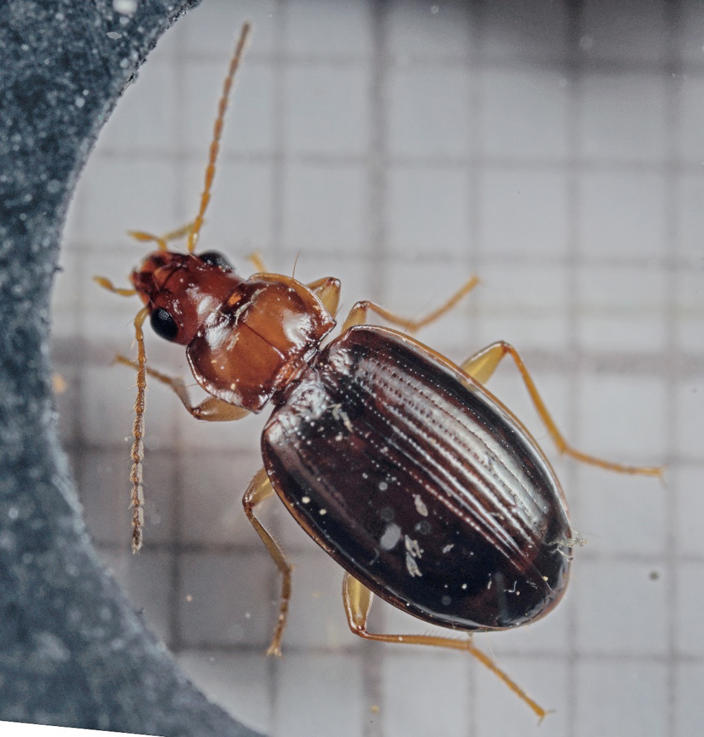 Ocys harpaloides/tachysoides | NatureSpot