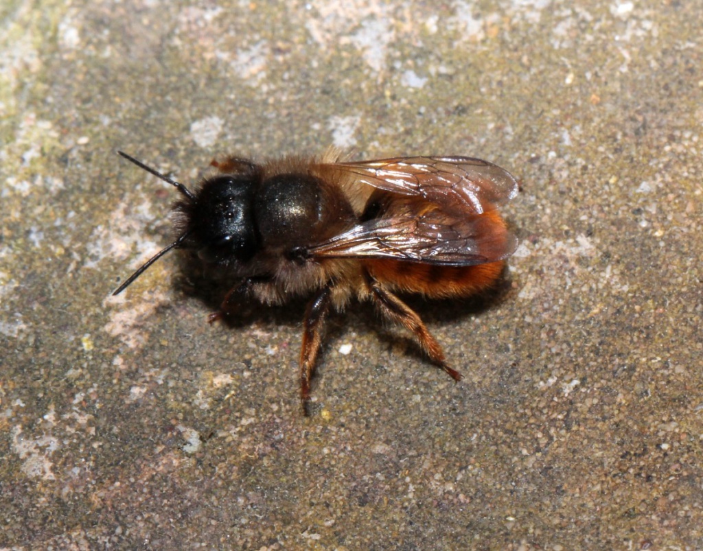 Red Mason Bee | NatureSpot
