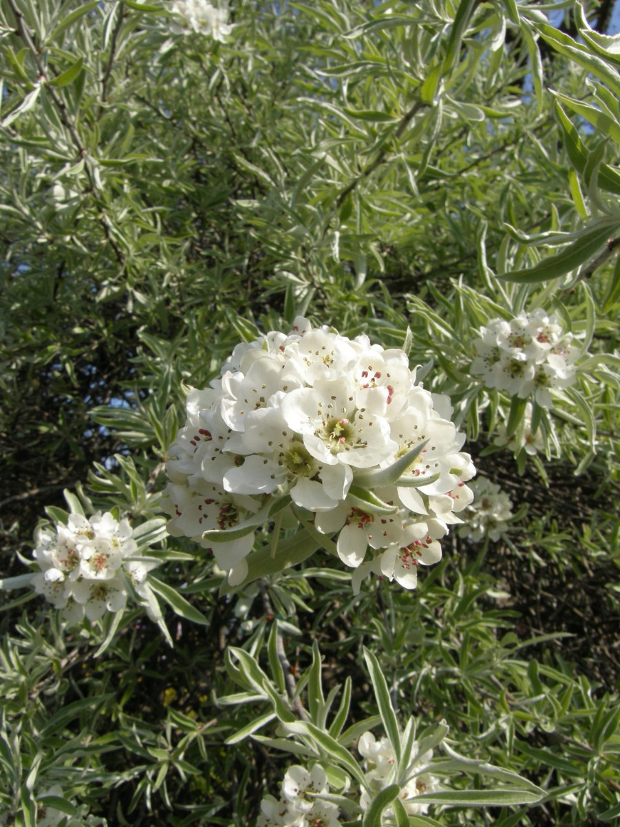 Willow-leaved Pear | NatureSpot