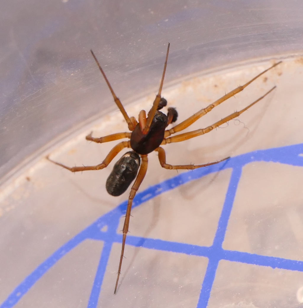 Microlinyphia pusilla | NatureSpot