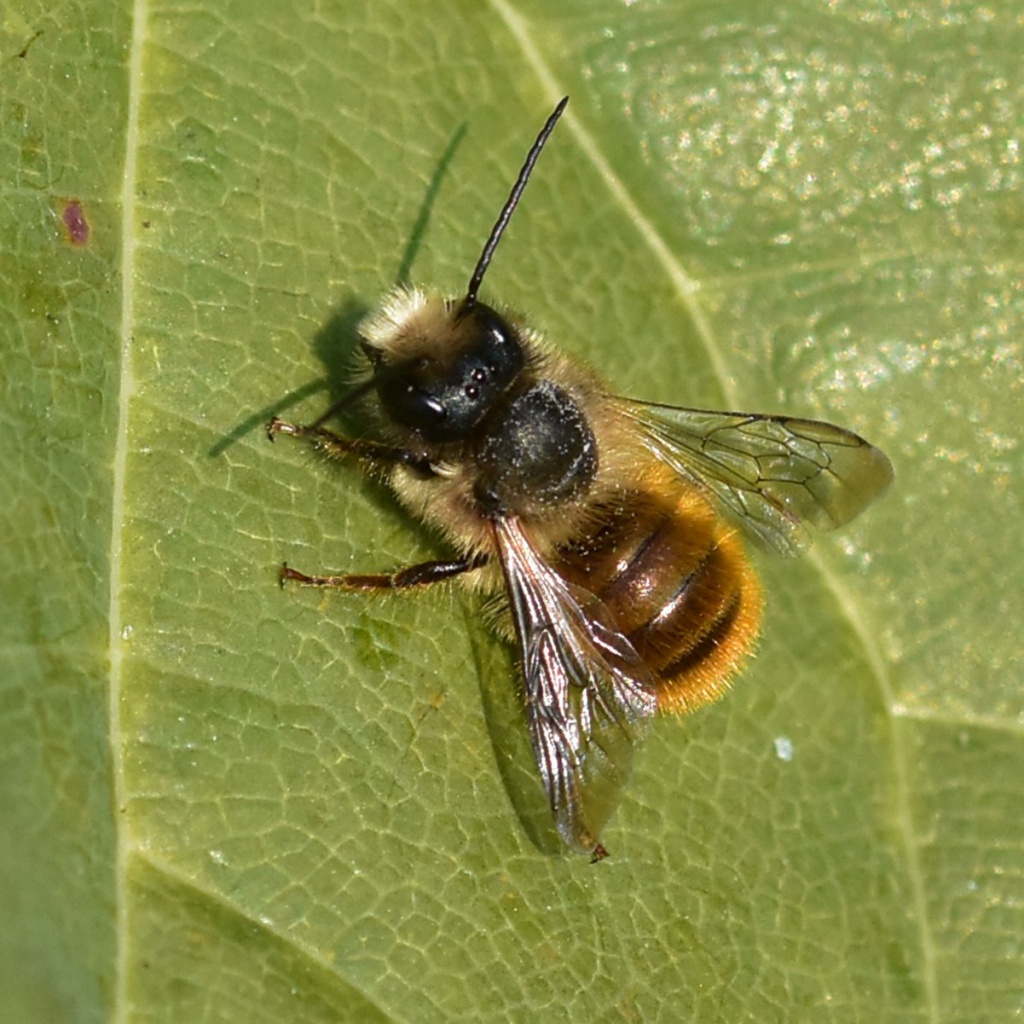 Red Mason Bee | NatureSpot
