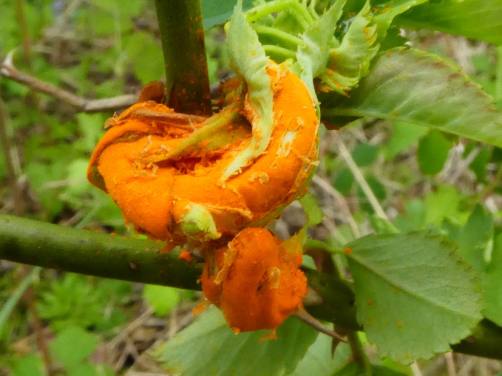 Rose Rust | NatureSpot