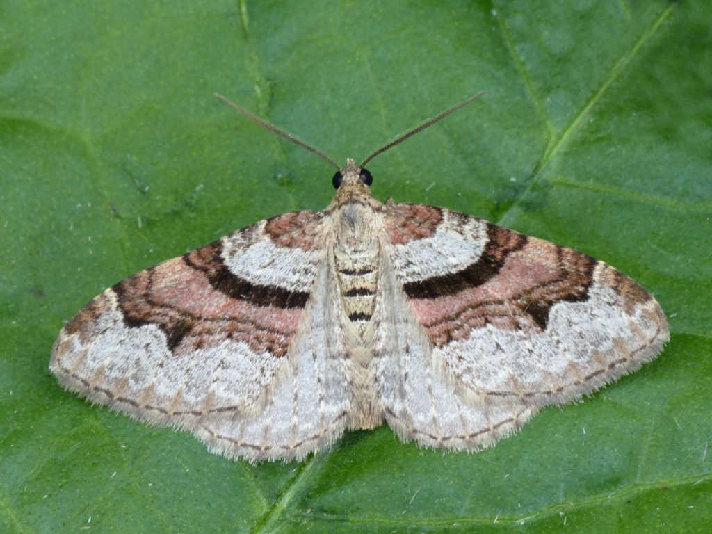 Flame Carpet | NatureSpot