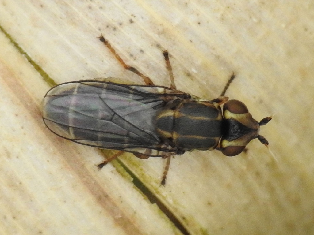 Chlorops frontosus | NatureSpot