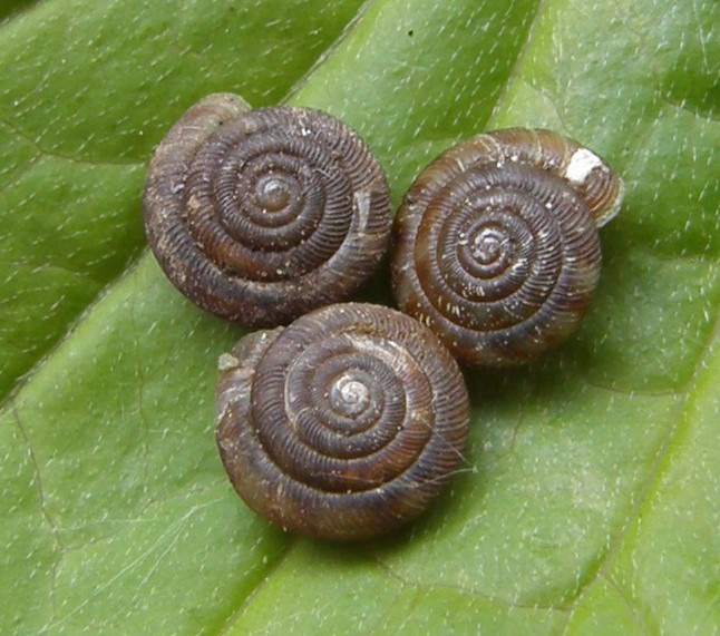 Discus Snail | NatureSpot