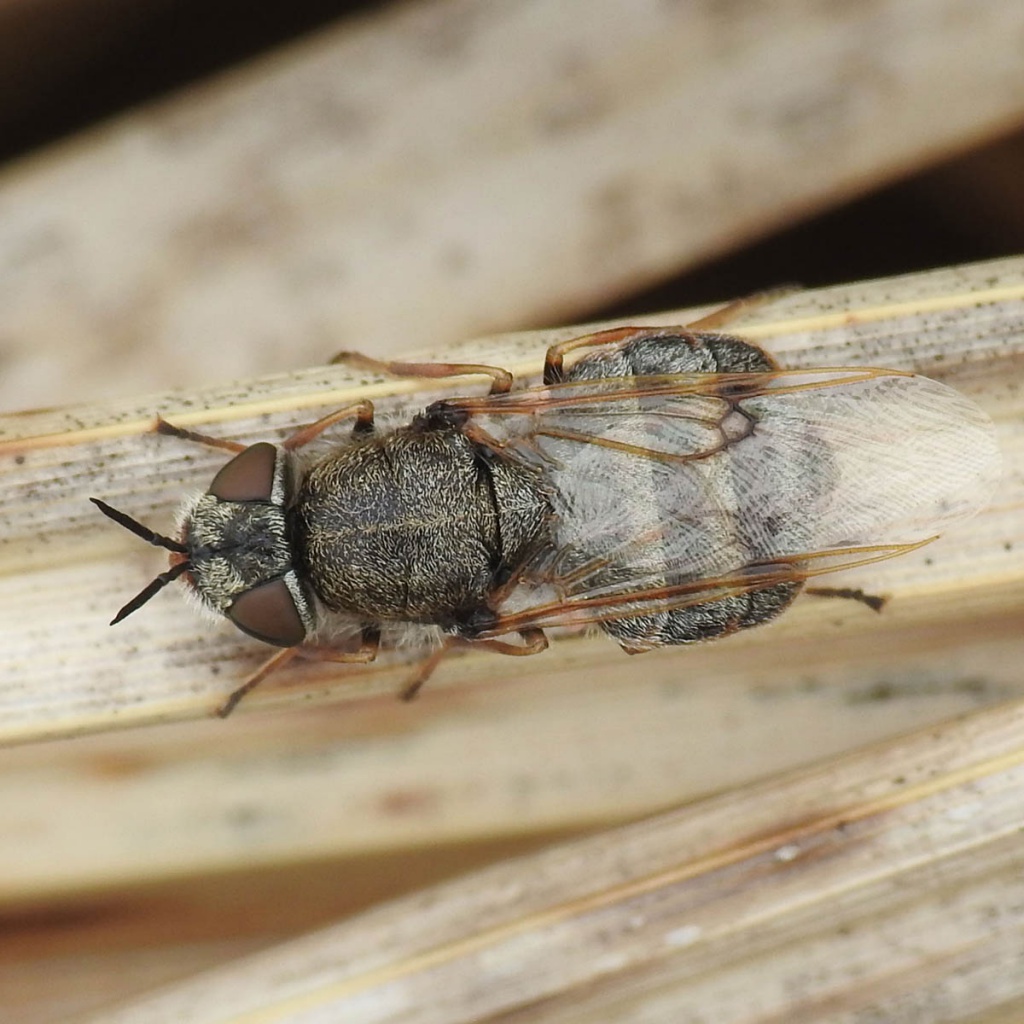 Silver Colonel | NatureSpot