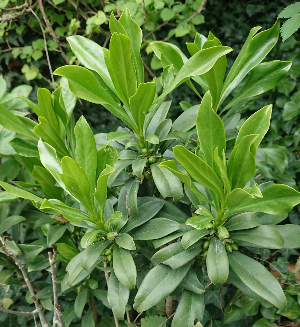 Spurge-laurel | NatureSpot