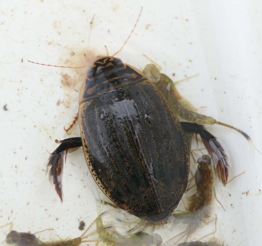 Acilius sulcatus | NatureSpot