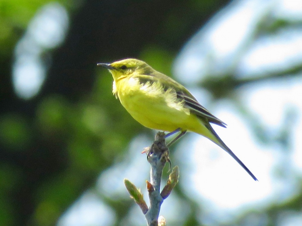 Yellow Wagtail | NatureSpot