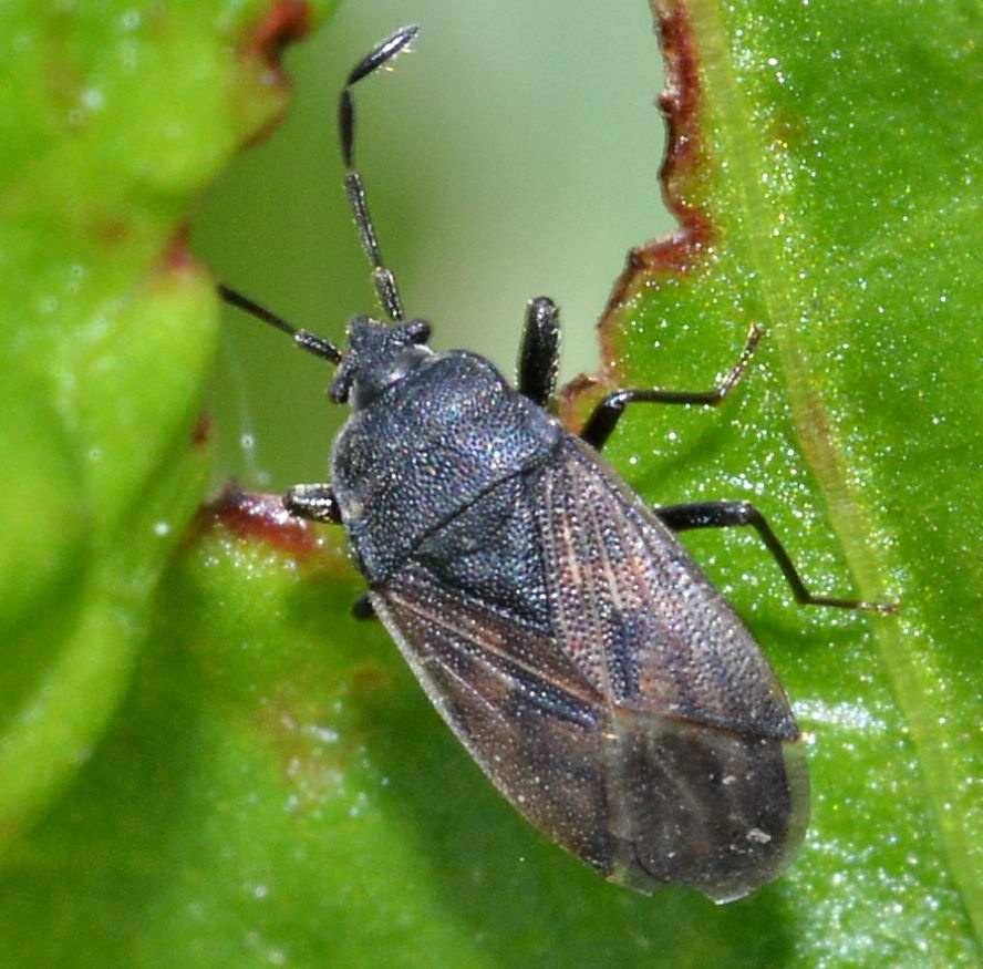 Drymus sylvaticus | NatureSpot