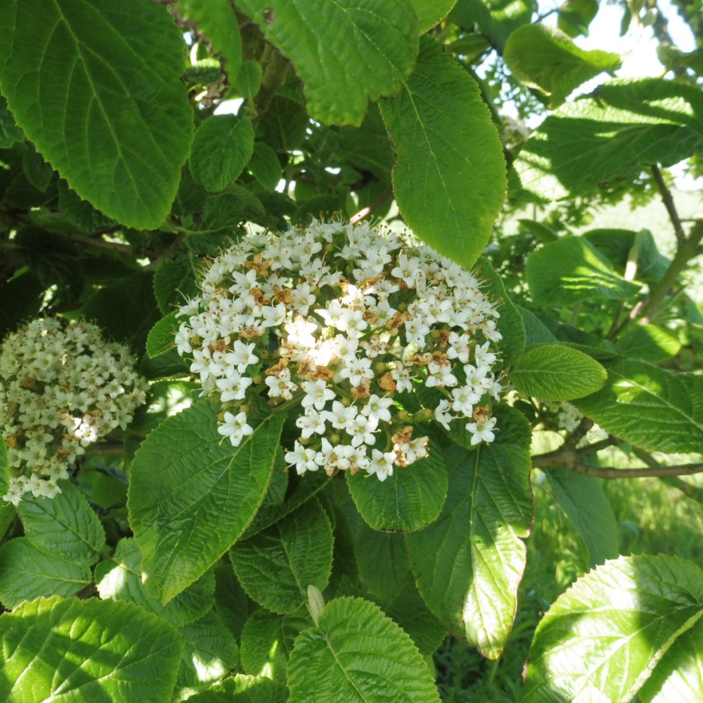 Wayfaring-tree | NatureSpot