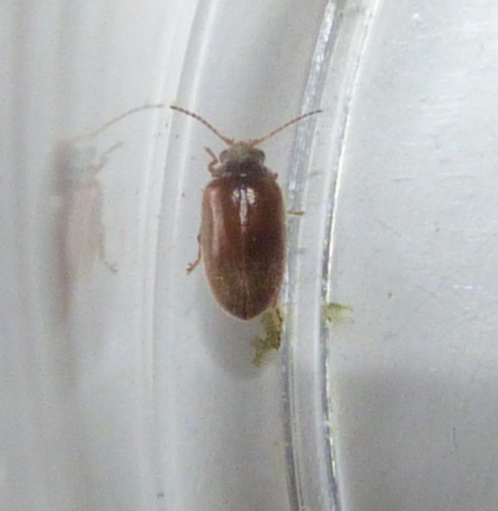 Contacyphon variabilis | NatureSpot