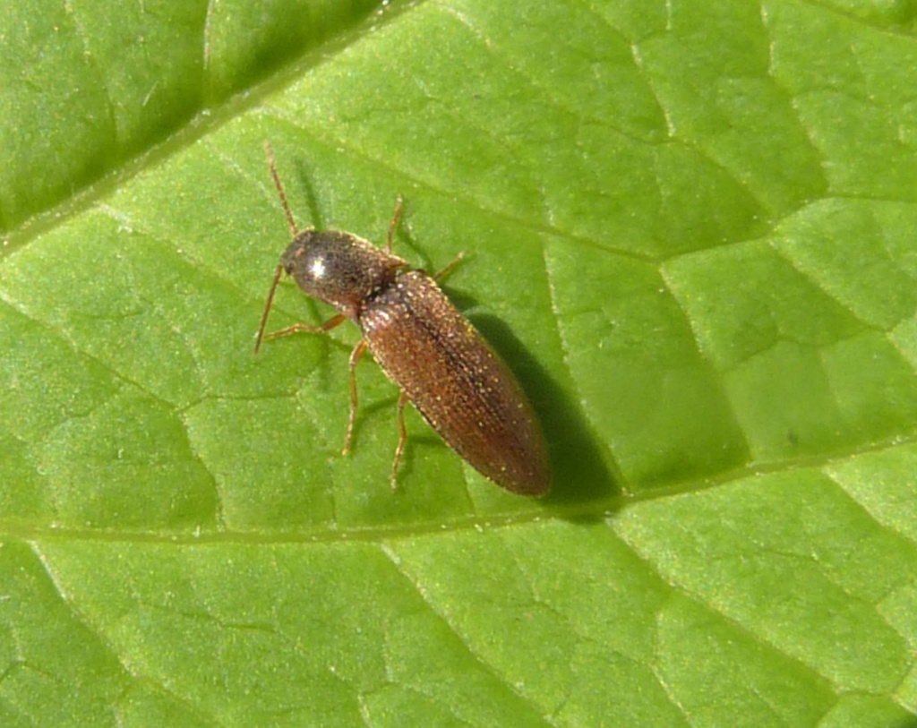 Agriotes acuminatus | NatureSpot