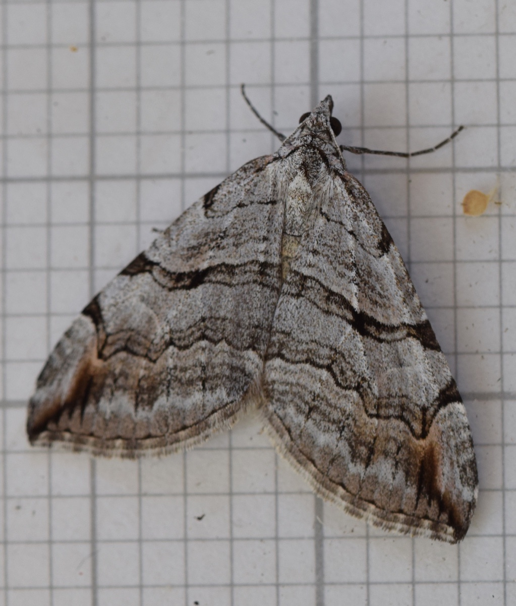 Treble-bar | NatureSpot