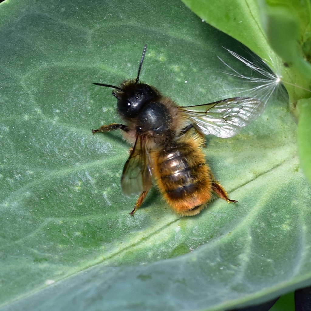 Red Mason Bee | NatureSpot