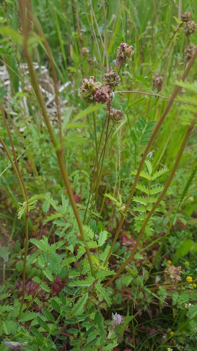 Salad Burnet | NatureSpot